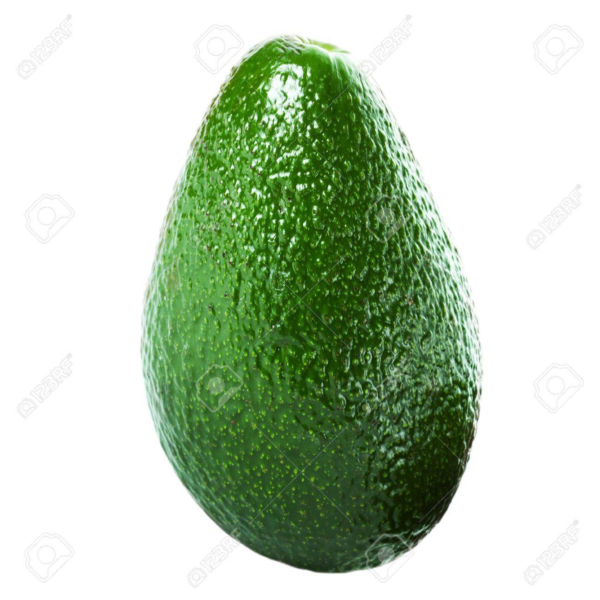 SHEPARD AVOCADO